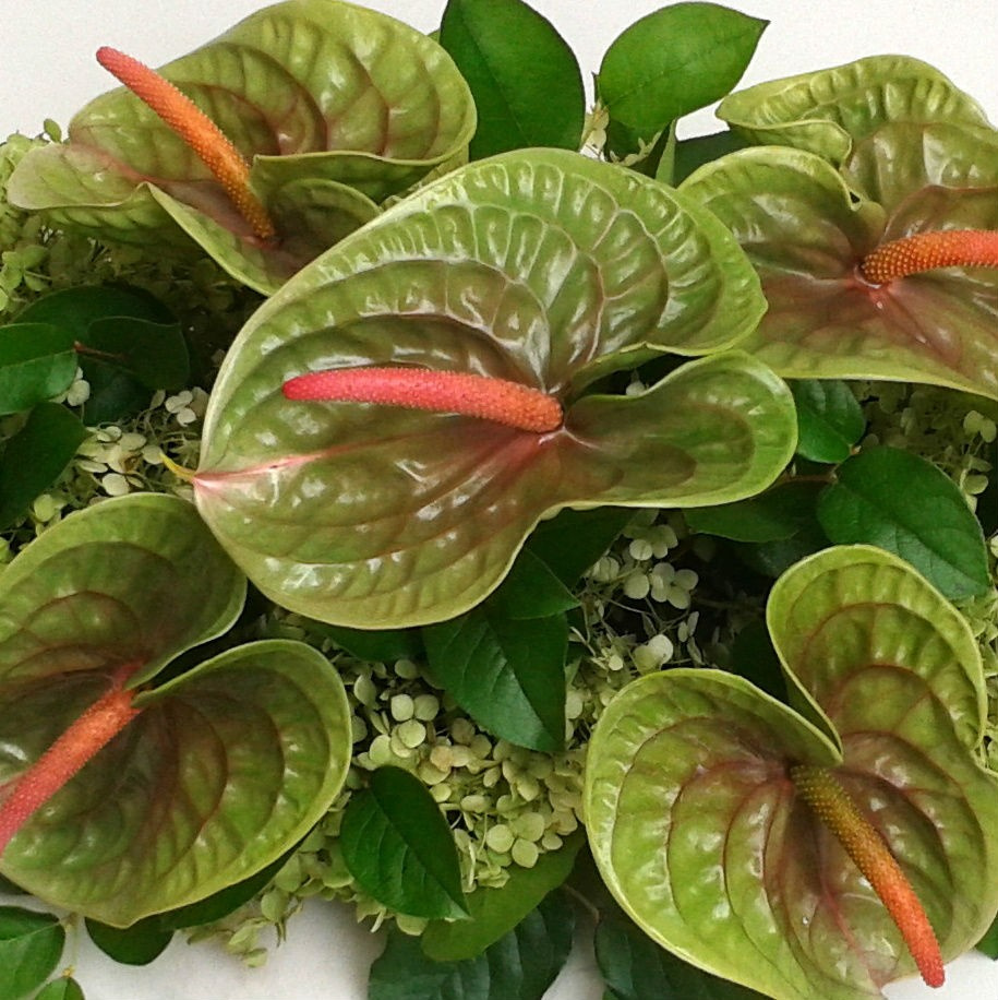 Ars Decoris M. Kunkiewicz Kwiaciarnia Lublin > Floret z anturium PF-22